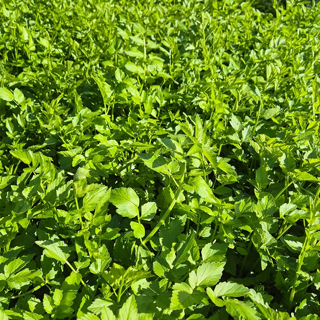 GAP인증 국내산 친환경 나주 노안 미나리 불미나리 1kg 4kg