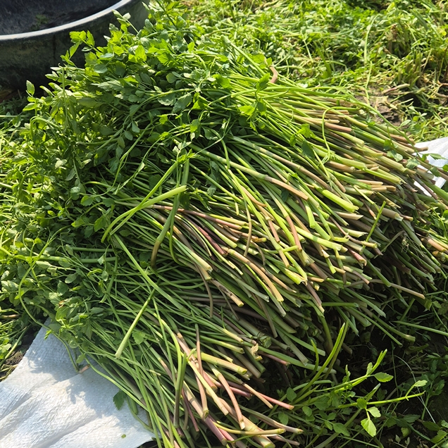 GAP인증 국내산 친환경 나주 노안 미나리 불미나리 1kg 4kg