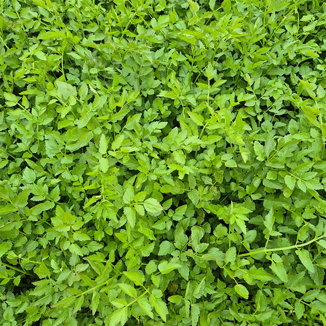 GAP인증 국내산 친환경 나주 노안 미나리 불미나리 1kg 4kg