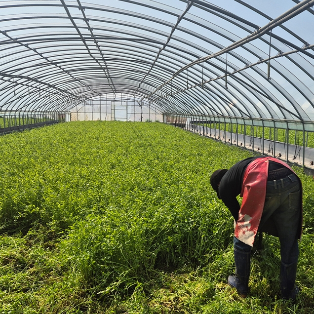 GAP인증 국내산 친환경 나주 노안 미나리 불미나리 1kg 4kg