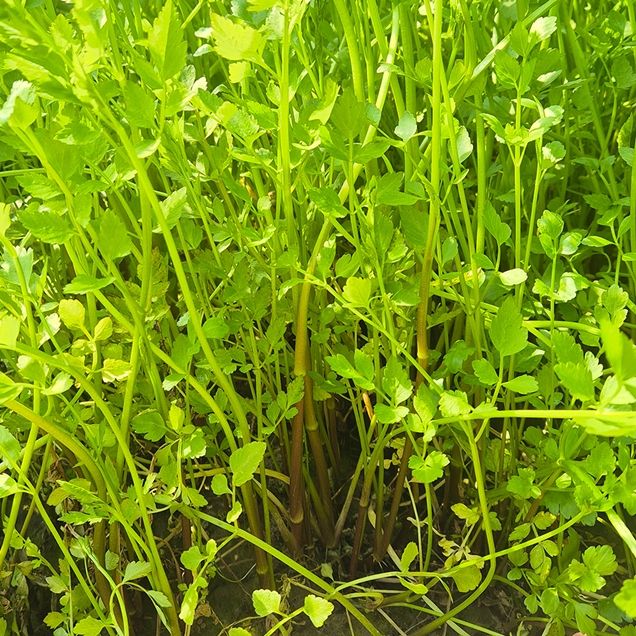 GAP인증 국내산 친환경 나주 노안 미나리 불미나리 1kg 4kg