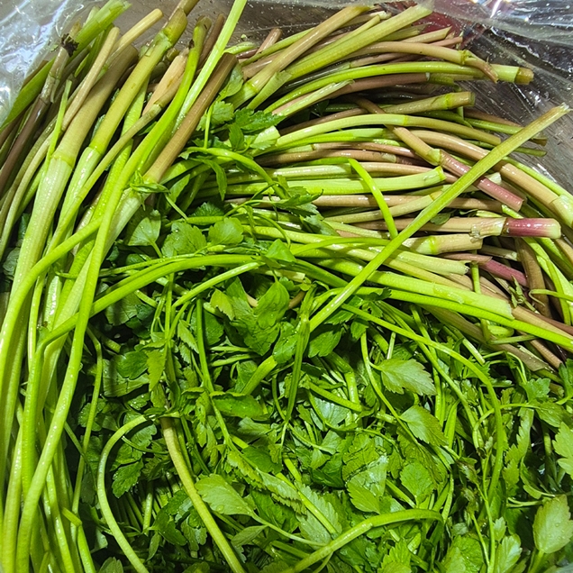 GAP인증 국내산 친환경 나주 노안 미나리 불미나리 1kg 4kg